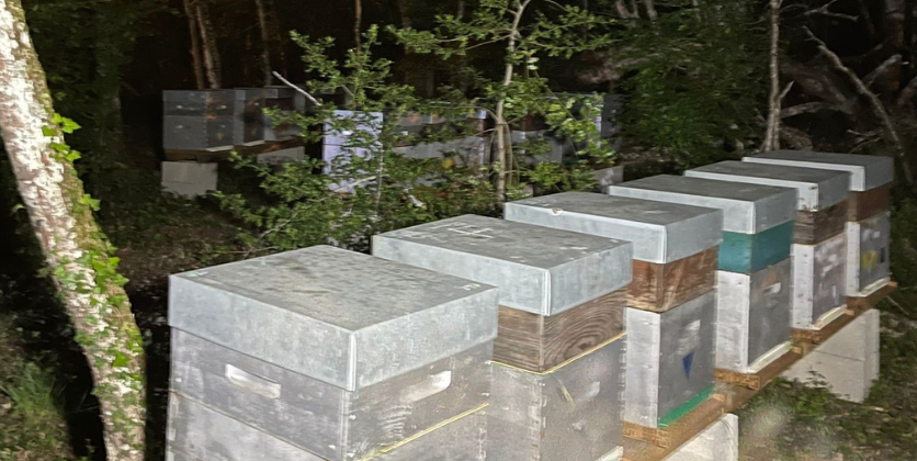 la-transhumance-nocturne-en-apiculture